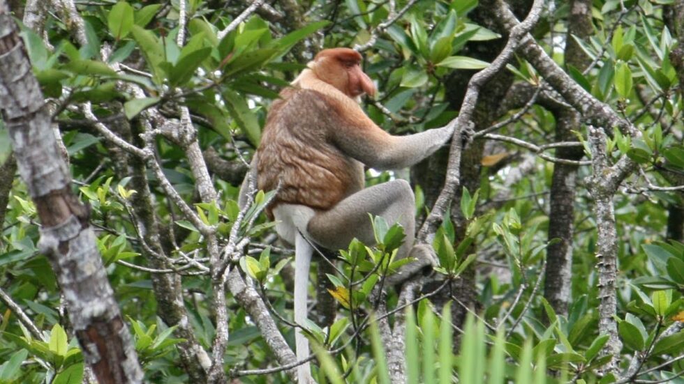 Klias River Proboscis Monkey + Fireflies Cruise – Borneo Tours Travel